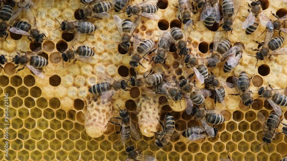 Future Queen Bee develops in a wax cocoon. Bees create a cocoon and ...