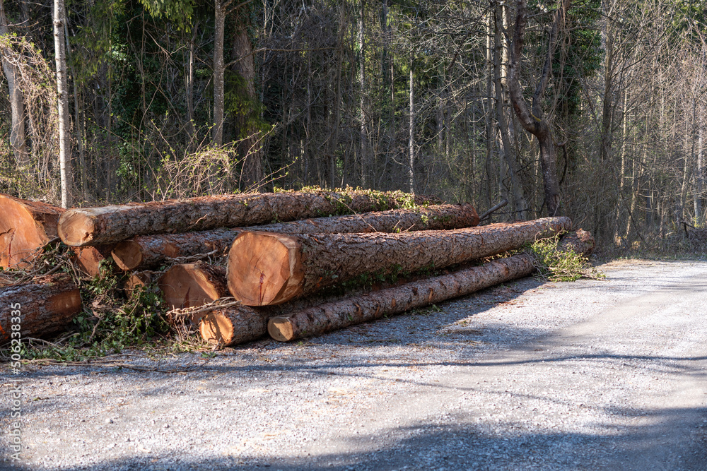 Cut trees in a forest in Schaan in Liechtenstein Stock Photo | Adobe Stock