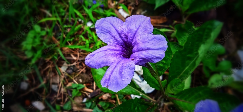 Ruellia tuberosa violet flower with green leaves background. Known as ...