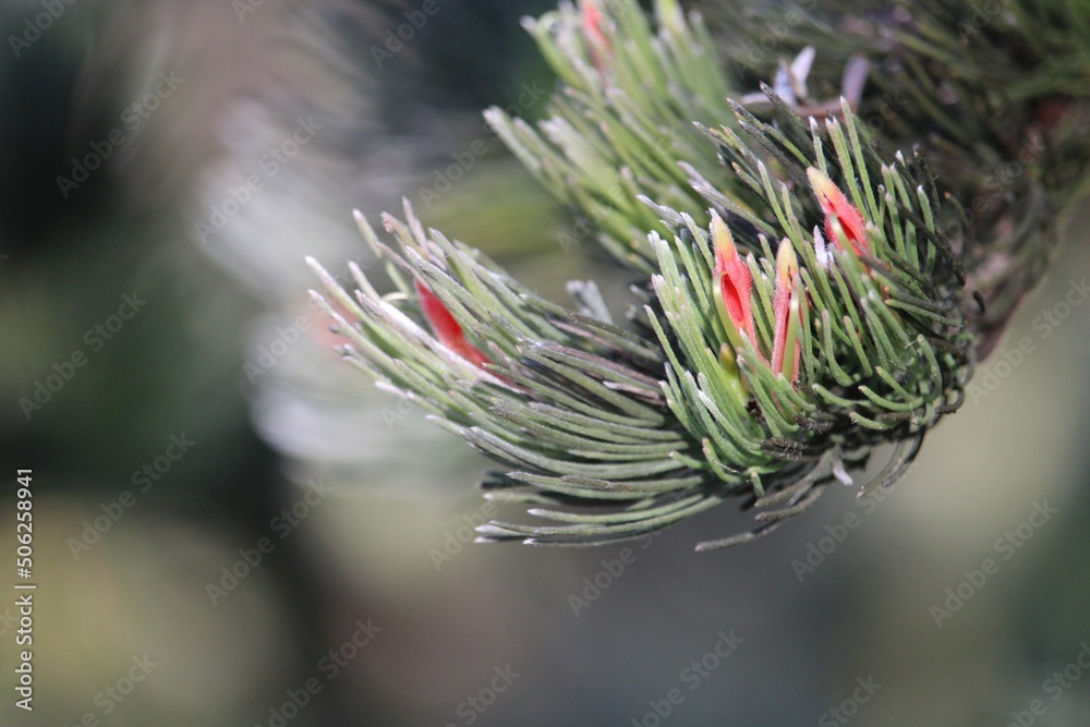 Woolly Bush (Adenanthos sericeus) flower. Australian native plant ...