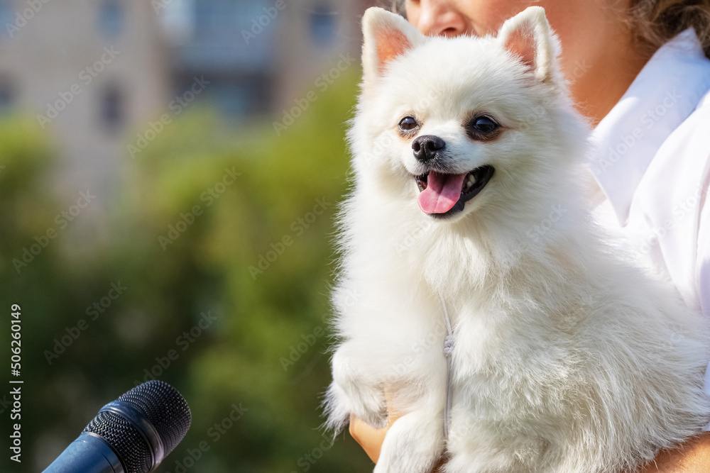 A woman with a dog in her arms gives an interview. A journalist with a ...