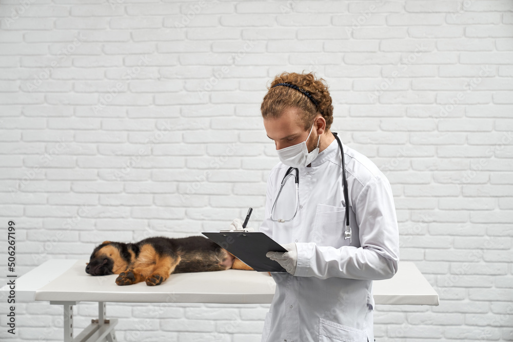 Side view of veterinary doctor in lab coat, protective mask and gloves ...