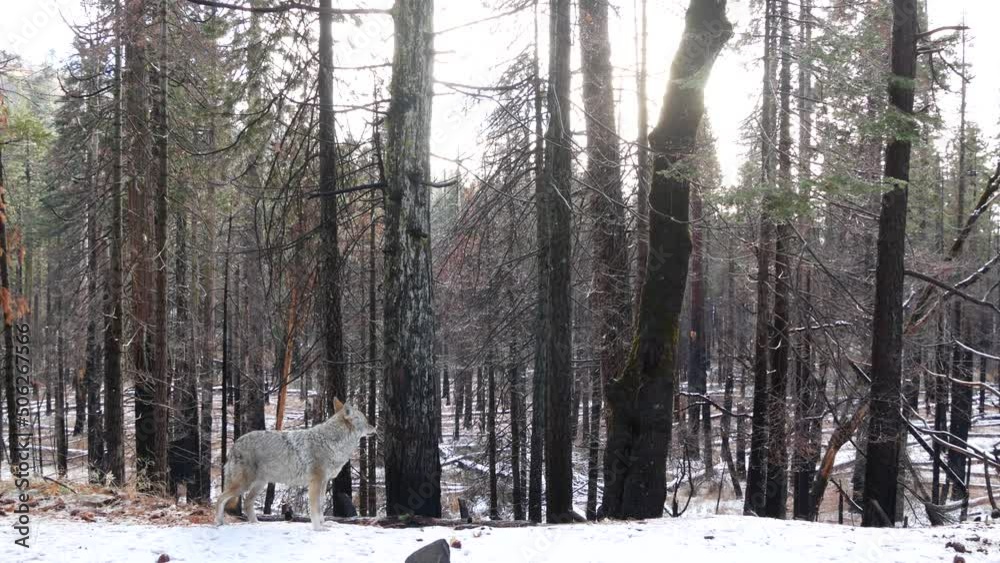 Wild furry wolf, gray coyote or grey coywolf, winter snowy forest ...