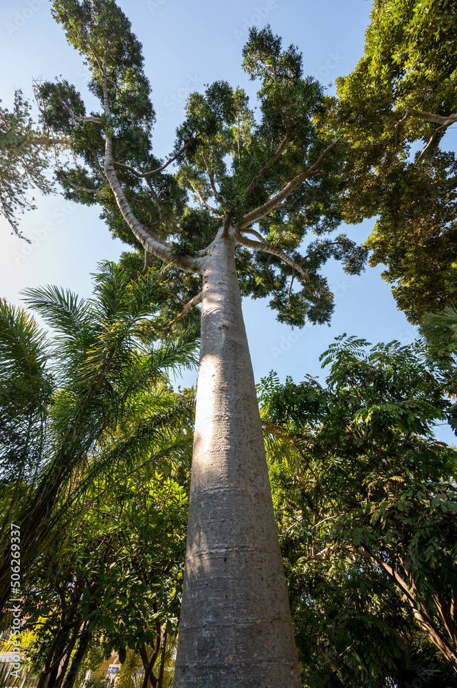 Looking up at the branches of a dammar pine tree, also known as the ...