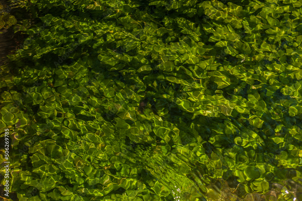 Green algae under clear water. Texture of flooded algae underwater in a ...