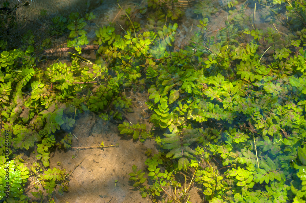Green algae under clear water. Texture of flooded algae underwater in a ...