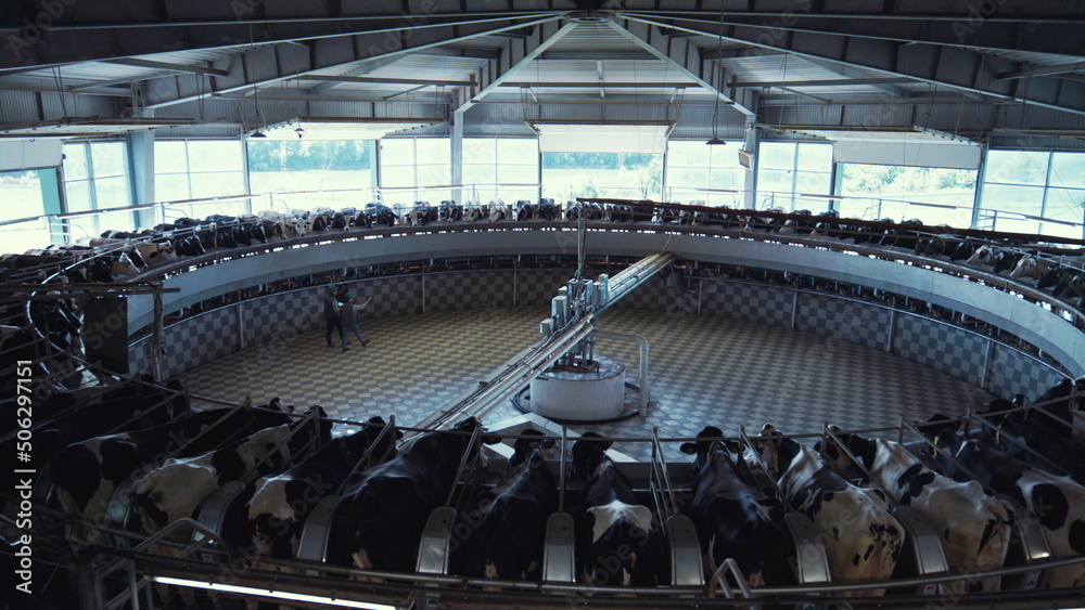 Milking cows carousel dairy production facility. Modern parlor interior ...