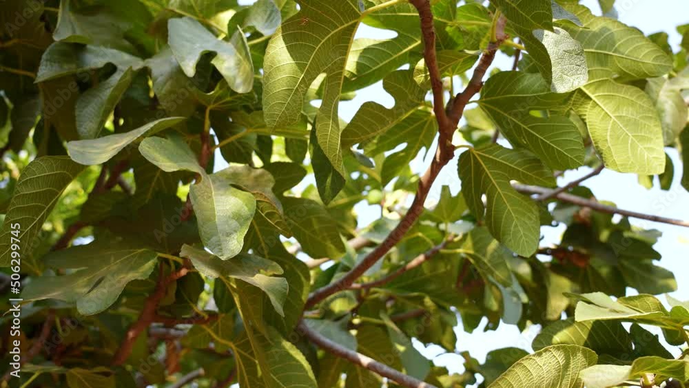 Close-up view 4k stock video footage of fresh green leaves on branches ...