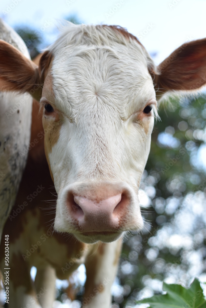 Vaca Stock Photo | Adobe Stock