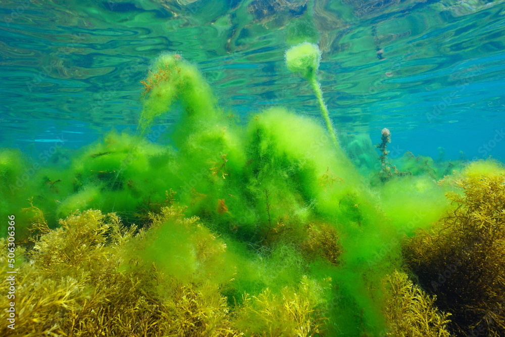 Algal bloom underwater in the ocean, green filamentous algae growing ...