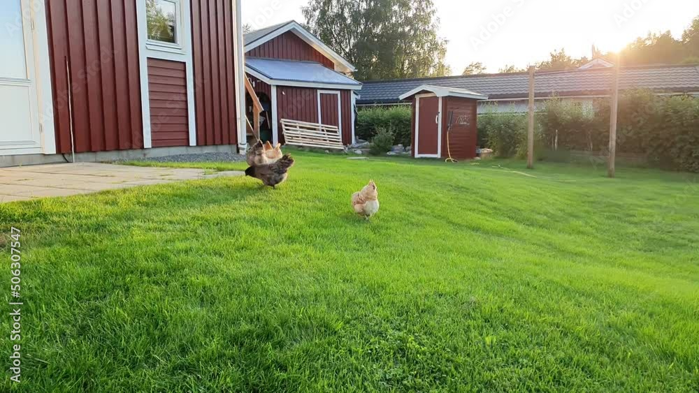Four hens run and pecking green grass in a backyard Stock Video | Adobe ...