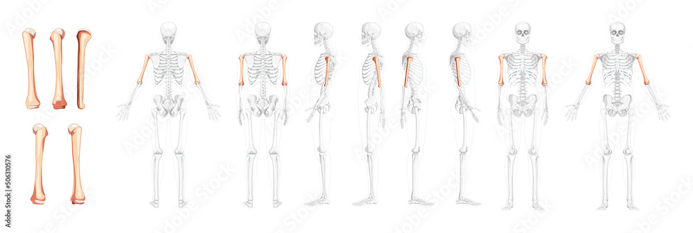 Set of Skeleton Humerus arm Human front back side view with partly ...