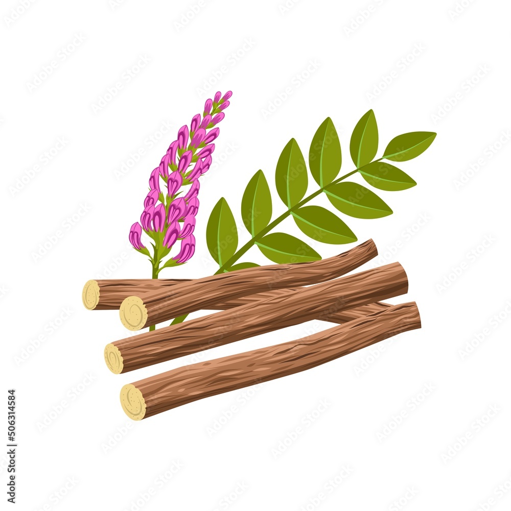 Vector illustration of licorice root, scientific name Glycyrrhiza ...