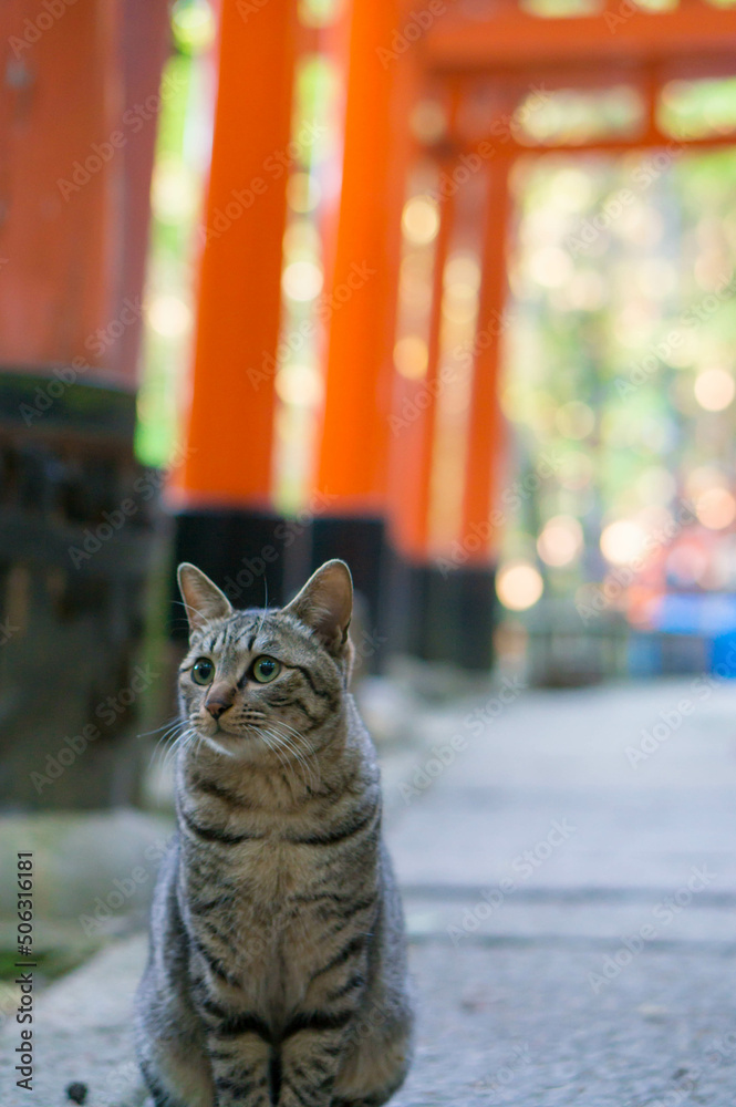Stray cats living in Fushimi Inari Taisha Shrine in Japan Stock Photo ...