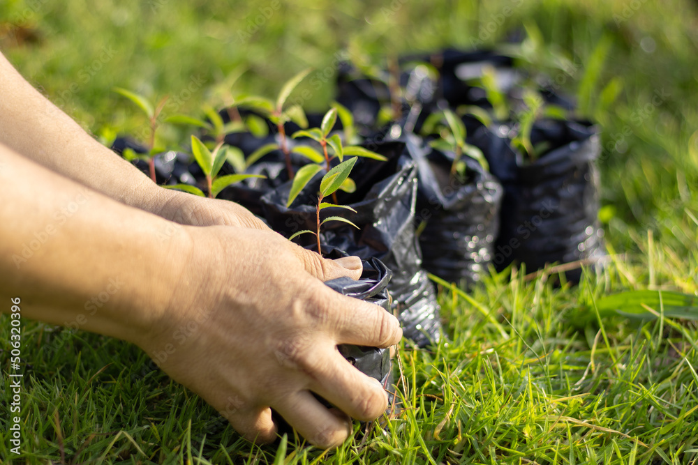 detalle manos cultivando planta arboles Stock Photo | Adobe Stock