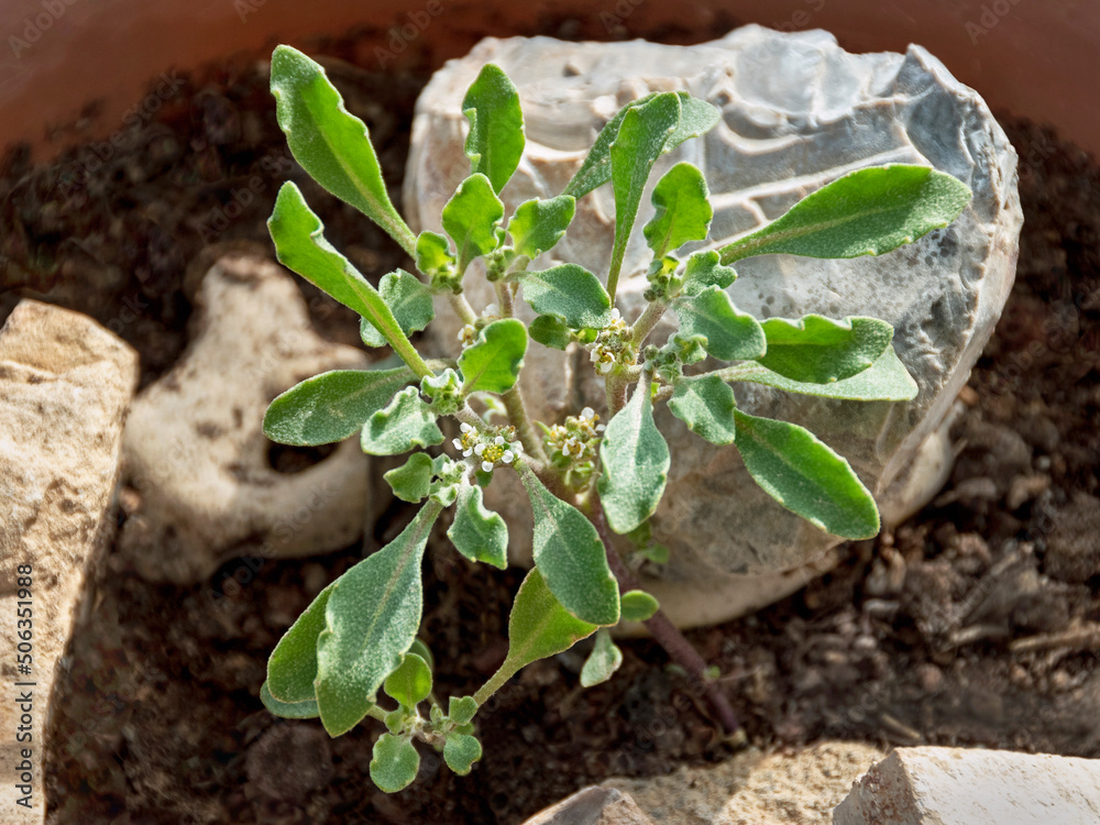 seedling of Anastatica hierochuntica the true Rose of Jericho ...