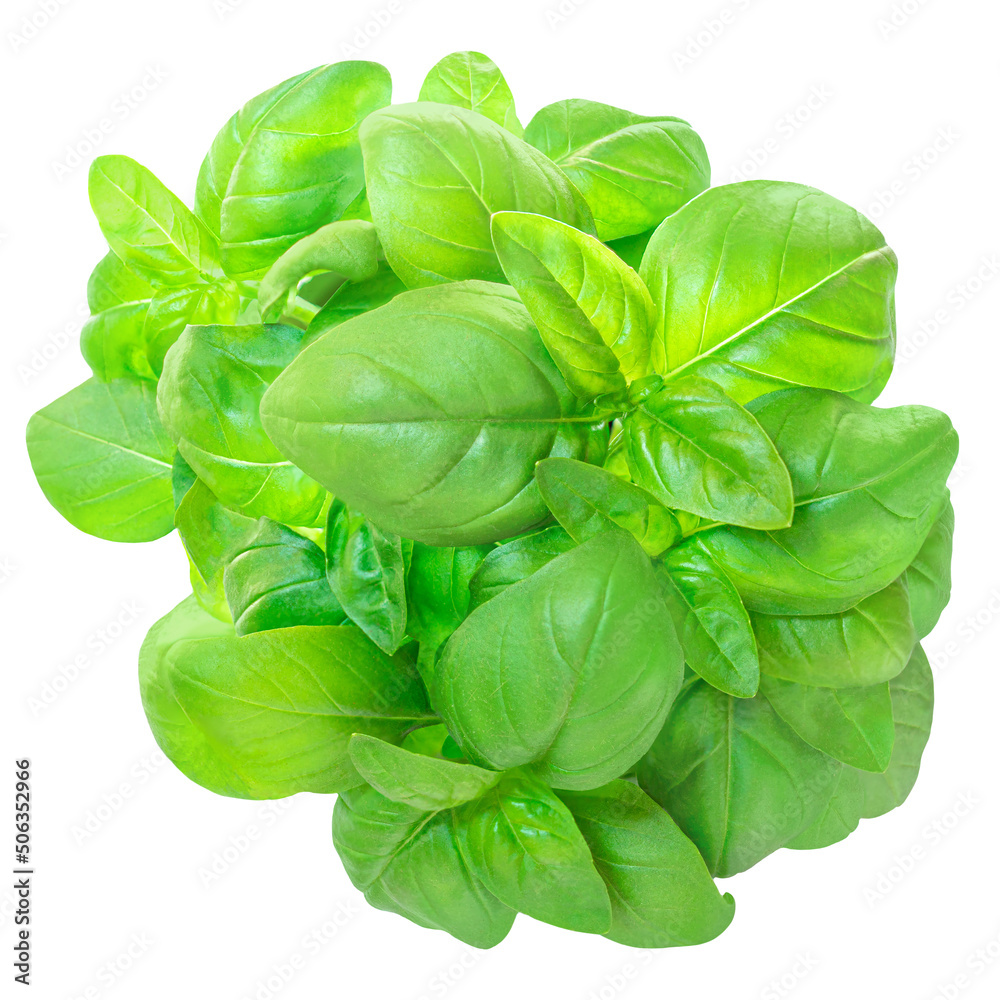 Fresh basil leaves isolated on background. Green basil (Ocimum ...