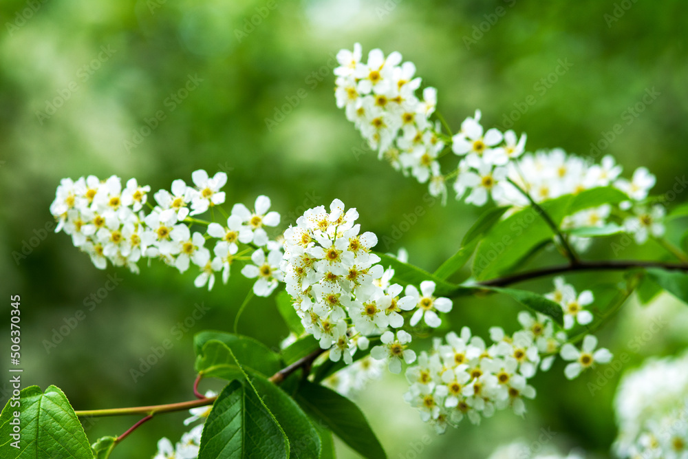 Branches of flowering bird cherry trees in close-up. white Prunus padus ...