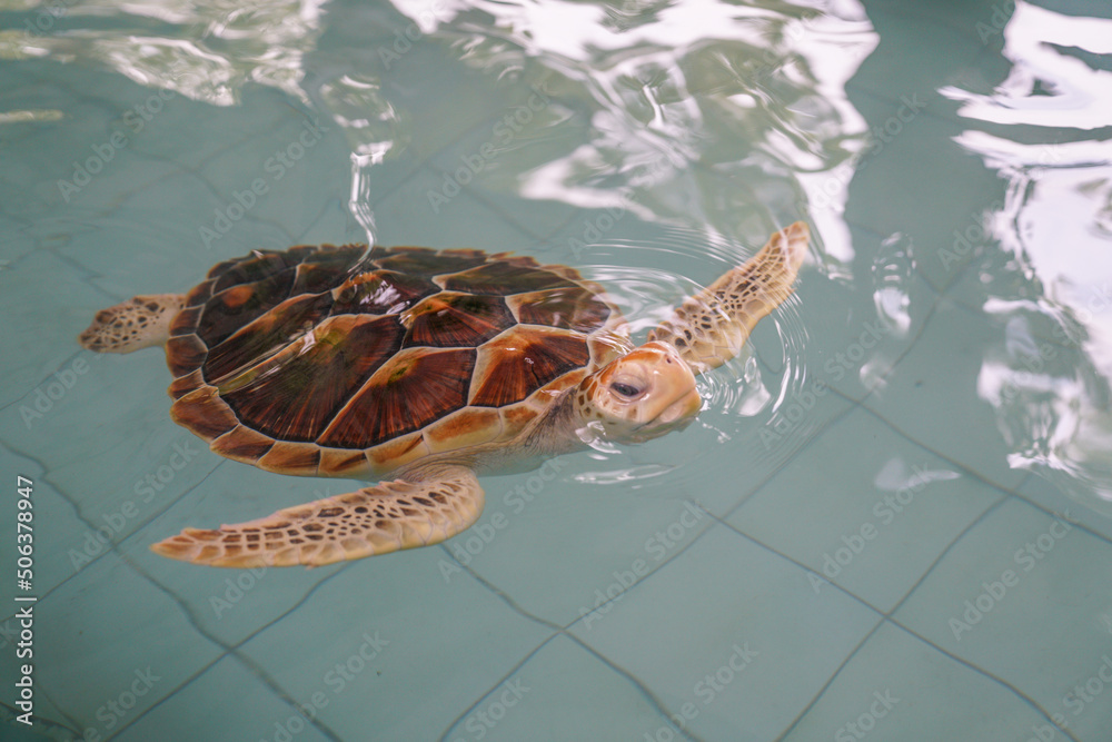 The Sattahip Sea Turtle Conservation Center, operated by the Royal Thai ...
