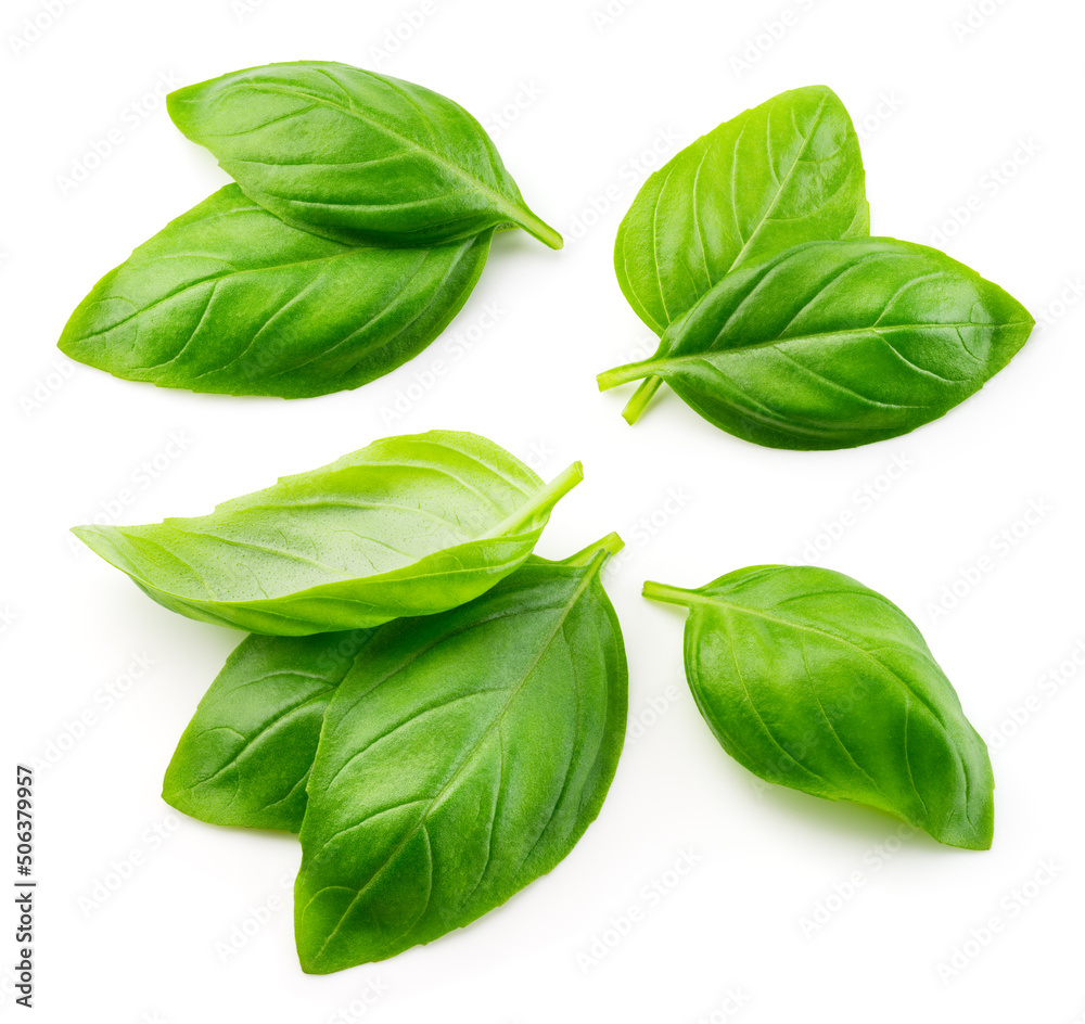 Basil isolated. Basil leaf flat lay on white background. Green basil ...