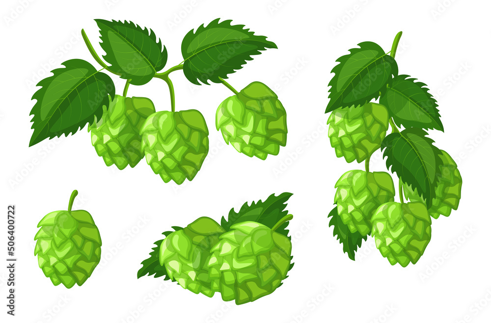 Set of fresh green hops in cartoon style. Vector illustration of plants ...