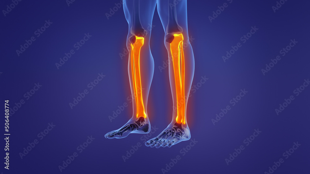 Anatomy of the human leg Stock Illustration | Adobe Stock