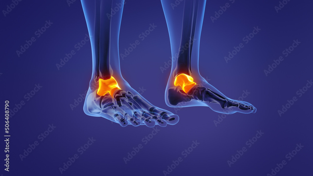 Anatomy of the human talus Stock Illustration | Adobe Stock