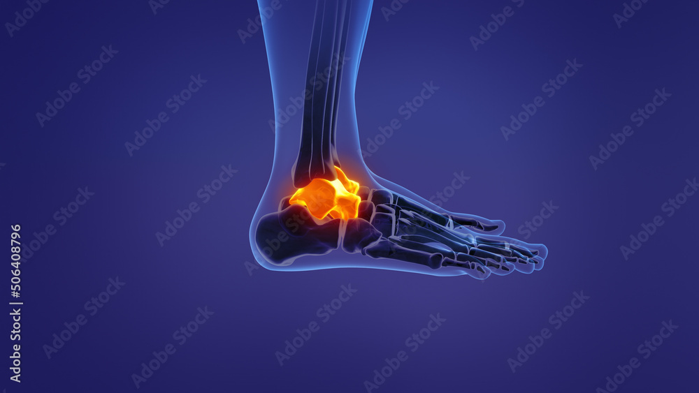 Anatomy of the human talus Stock Illustration | Adobe Stock