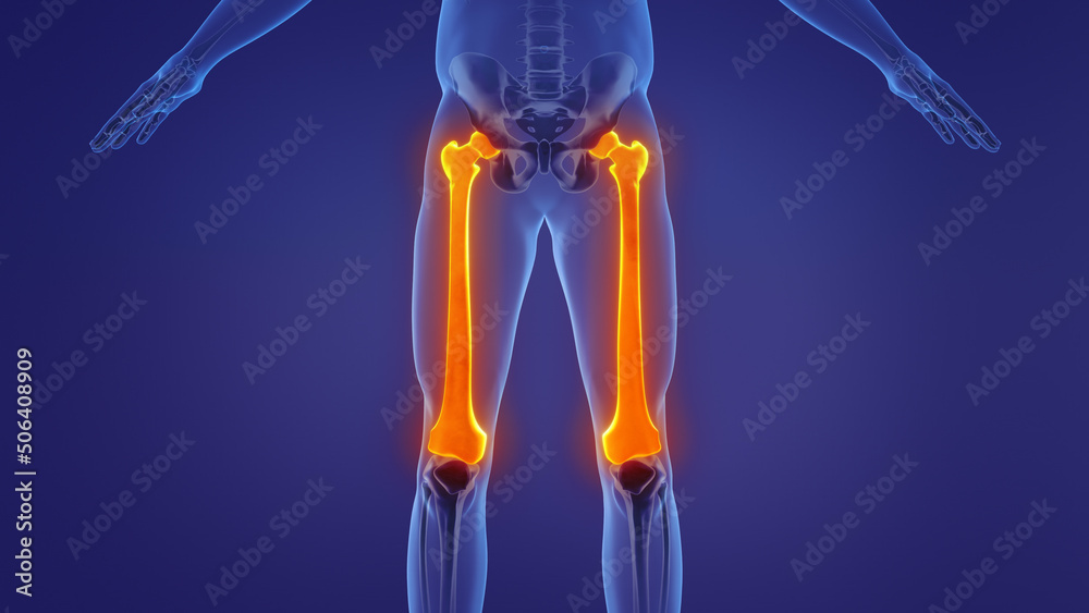 Anatomy of the human femur Stock Illustration | Adobe Stock