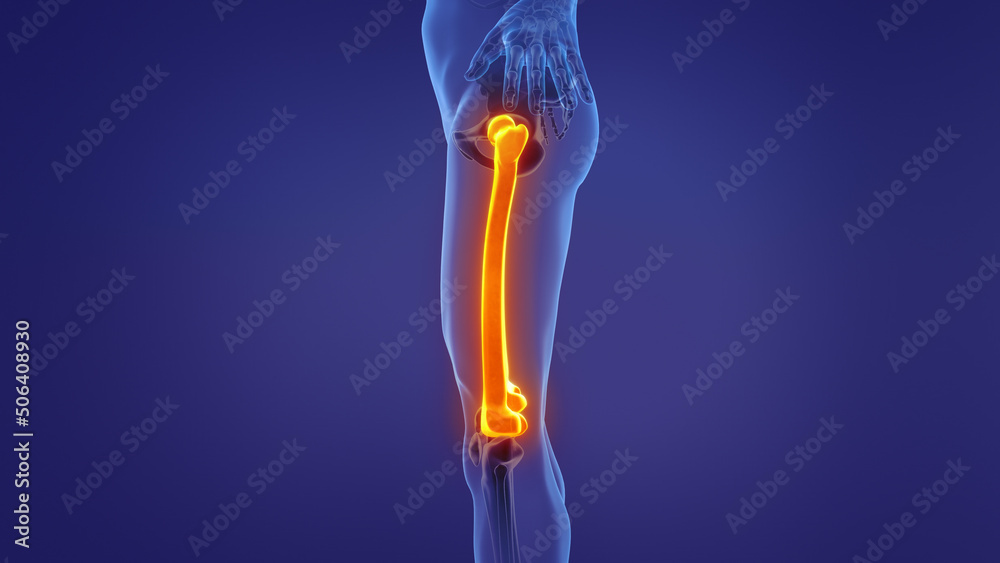 Anatomy of the human femur Stock Illustration | Adobe Stock