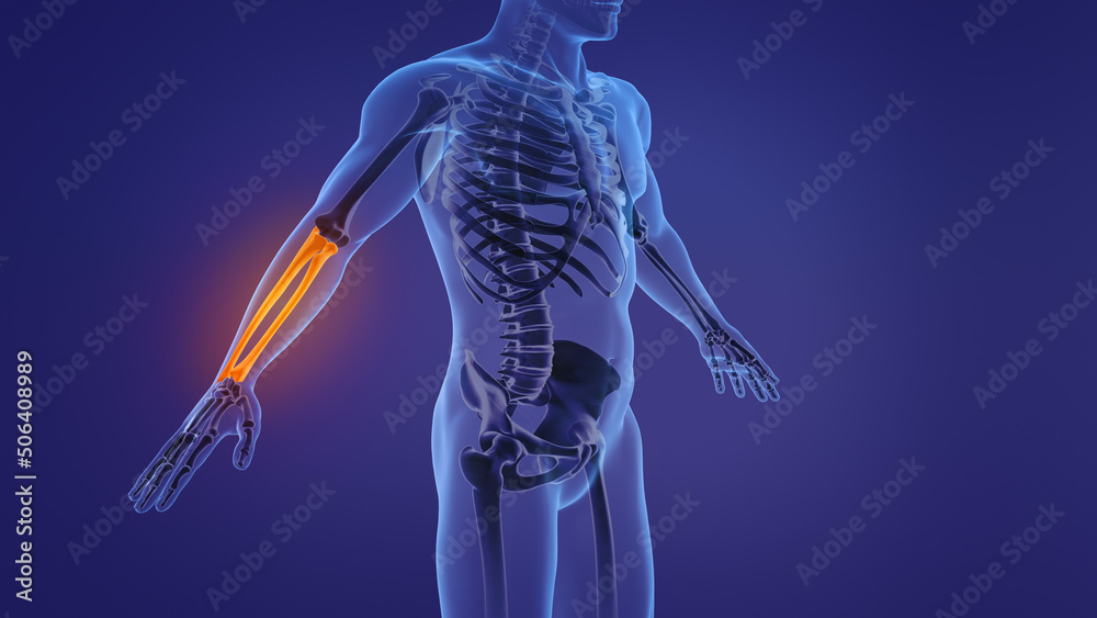 Anatomy of the human forearm Stock Illustration | Adobe Stock