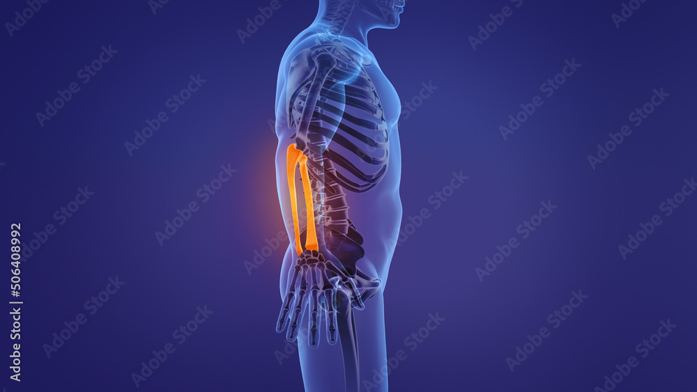 Anatomy of the human forearm Stock Illustration | Adobe Stock