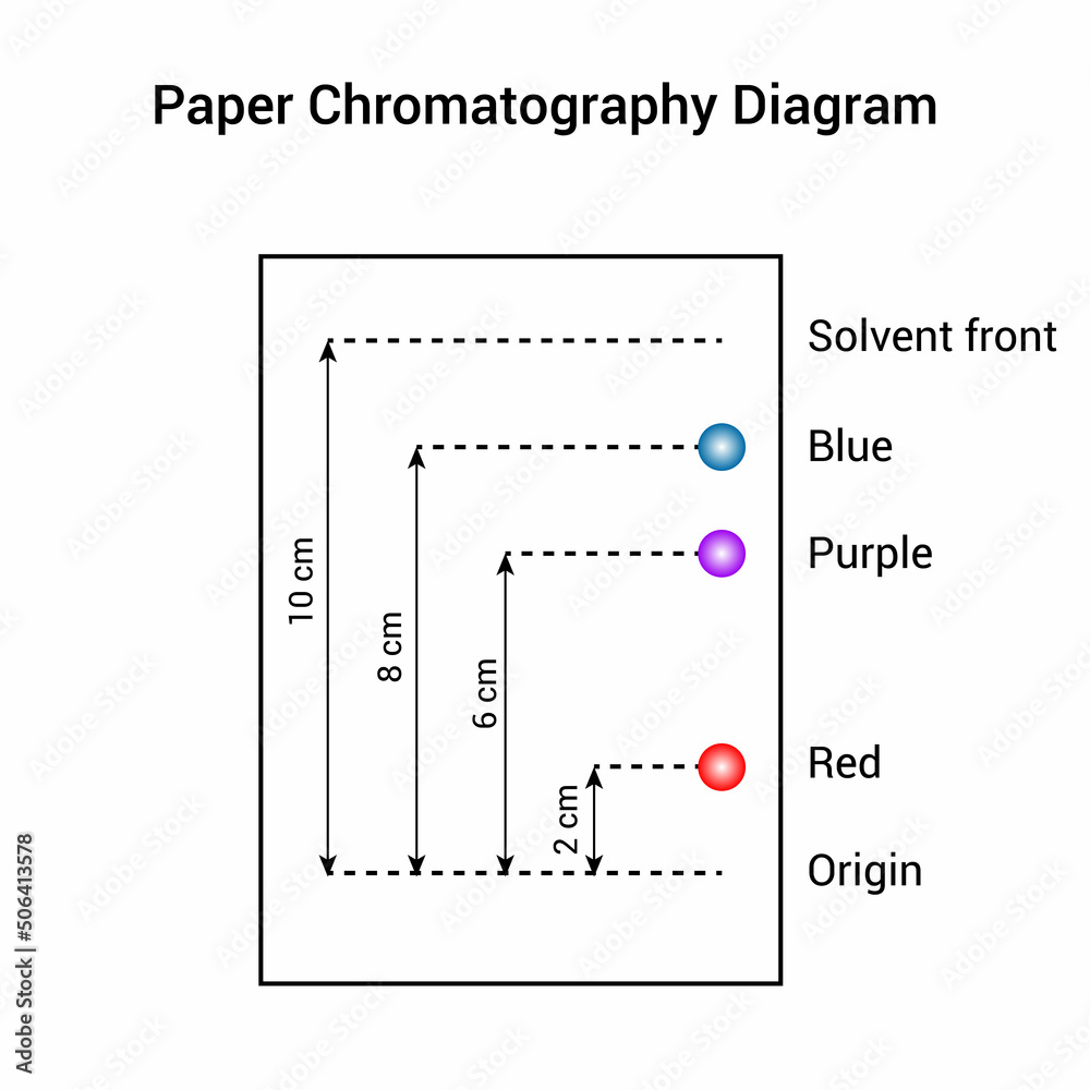 paper chromatography diagram vector illustration isolated on white ...