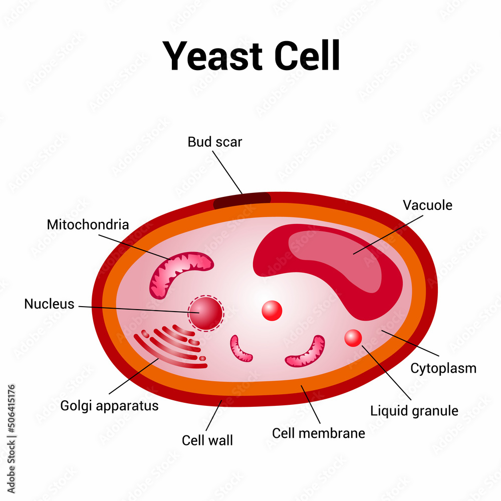 Schematic diagram of yeast cell structure Stock Vector | Adobe Stock