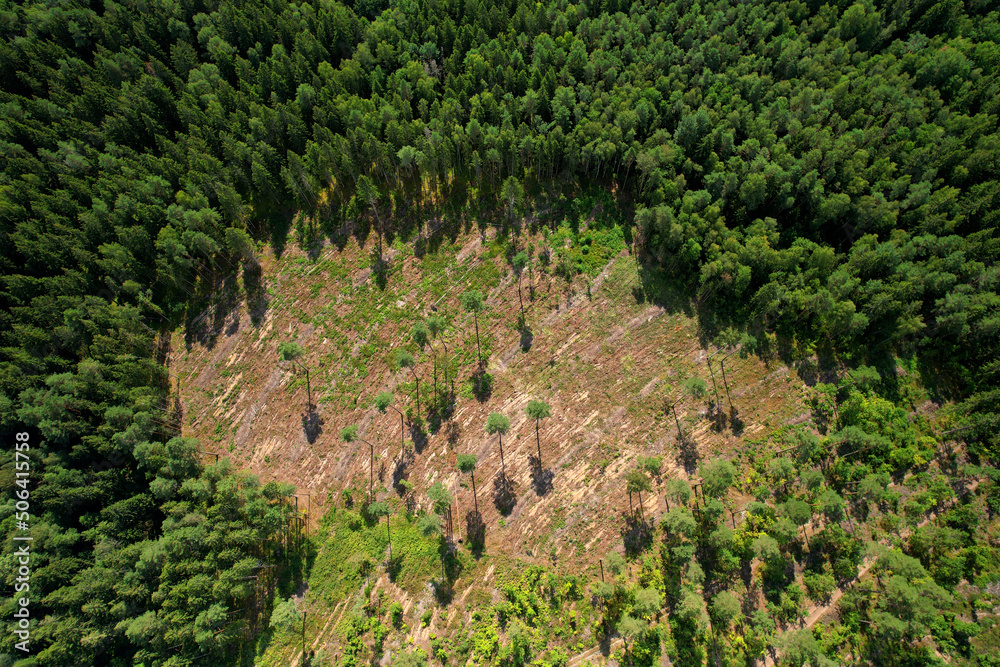 Forest destruction and felling of trees, drone view Deforestation ...