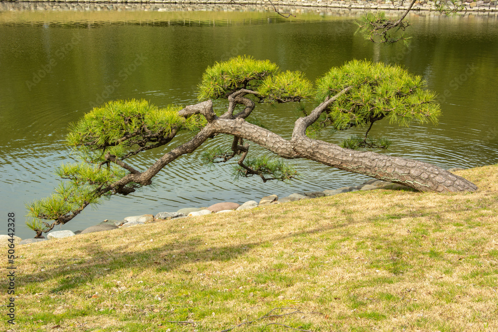 Bowing pine tree by the Shio-iri pond in Hamarikyu Gardens in Tokyo ...