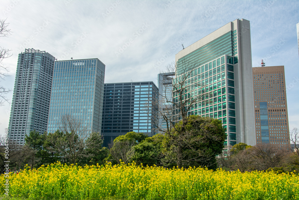 Yellow rapeseed flowers in bloom in Hamarikyu Gardens in Tokyo with the ...