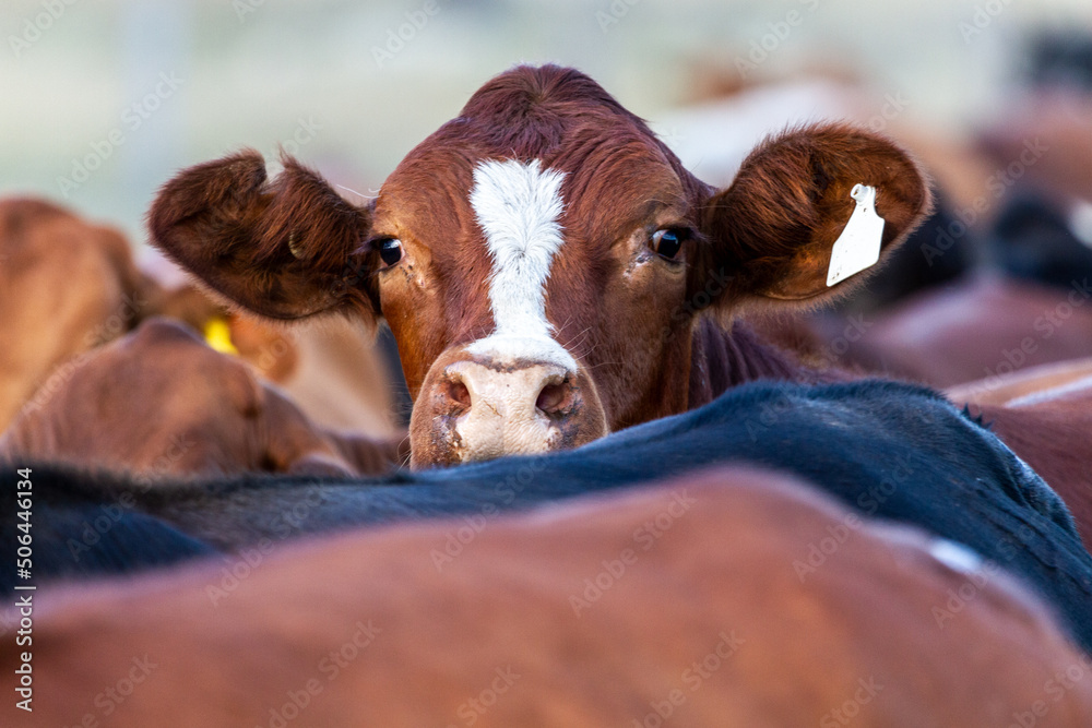 A beef heifer raises her head to observe. Stock Photo | Adobe Stock