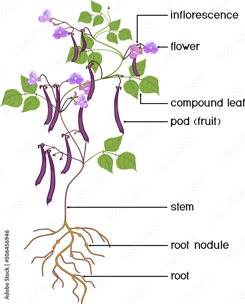 Parts of plant. Morphology of Bean plant with purple fruits, flowers ...