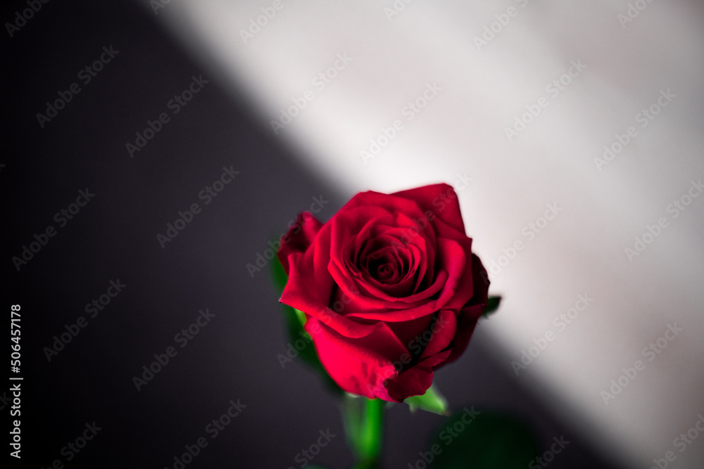 Dual Love - A rose over a black and white background, like a Yin and ...