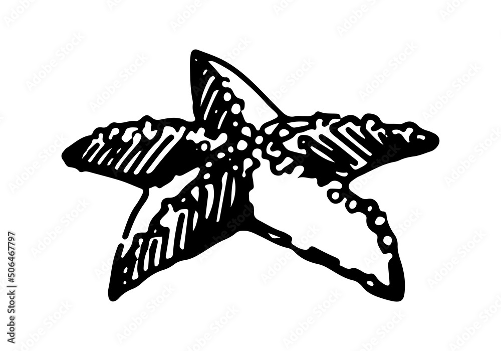 Star fish clipart. Single doodle of underwater animal isolated on white ...