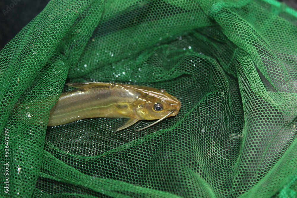 Mystus fish in net tegra fish catching with cast net native seenghala ...