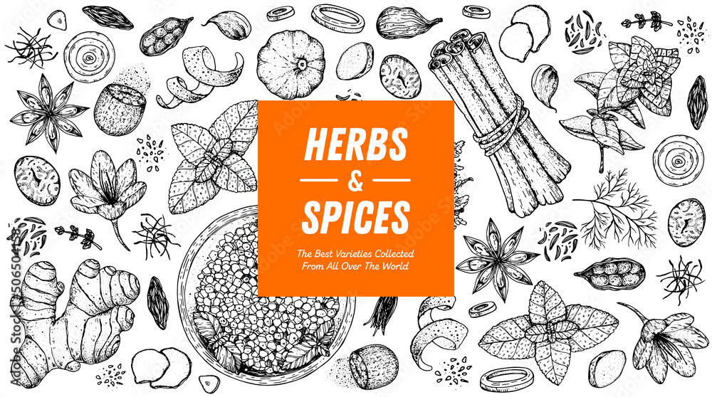 Herbs and spices hand drawn vector illustration. Aromatic plants. Hand ...