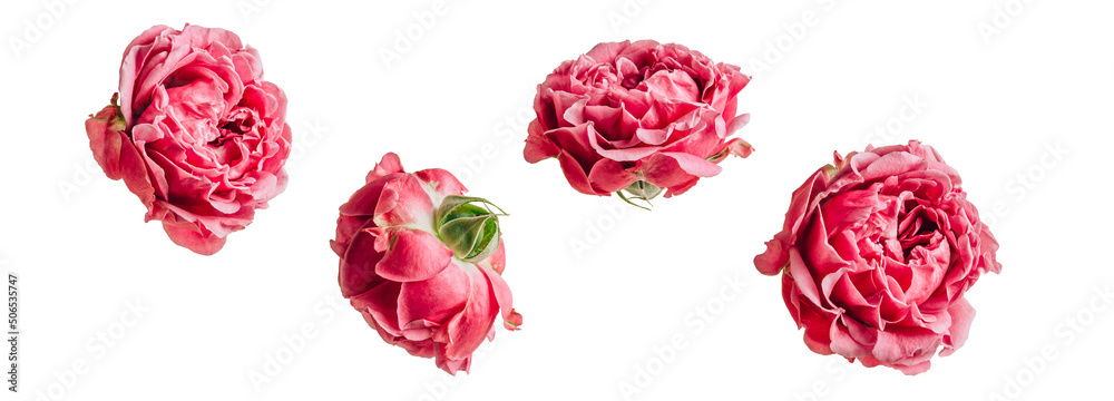 Set of beautiful flying pink roses isolated on white background. Stock ...