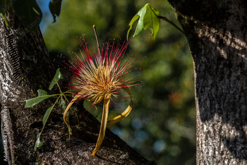 Flower of exotic fruit Monguba (pachira aquatica) in Brazil Stock Photo ...