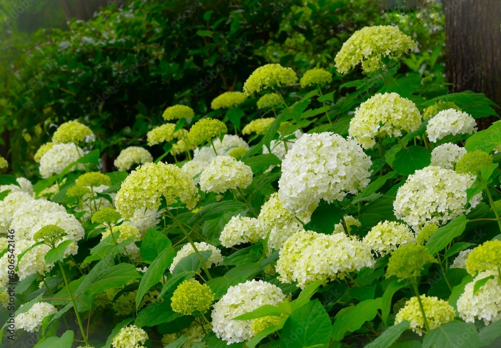 群生する白い紫陽花のアナベル、白いアジサイ Stock 写真 Adobe Stock