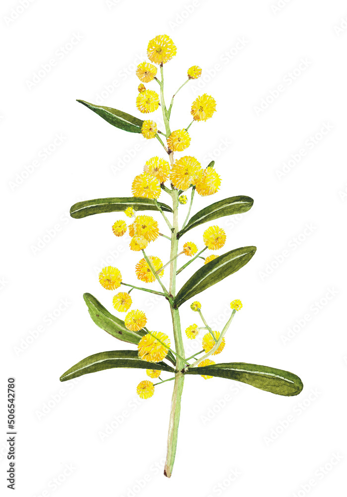 Golden Wattle (Acacia pycnantha) is Australia's national flower Stock ...