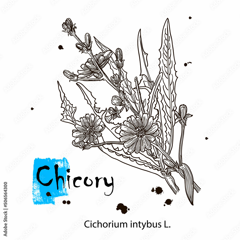 Chicory flower vector superfood drawing. Isolated hand drawn ...
