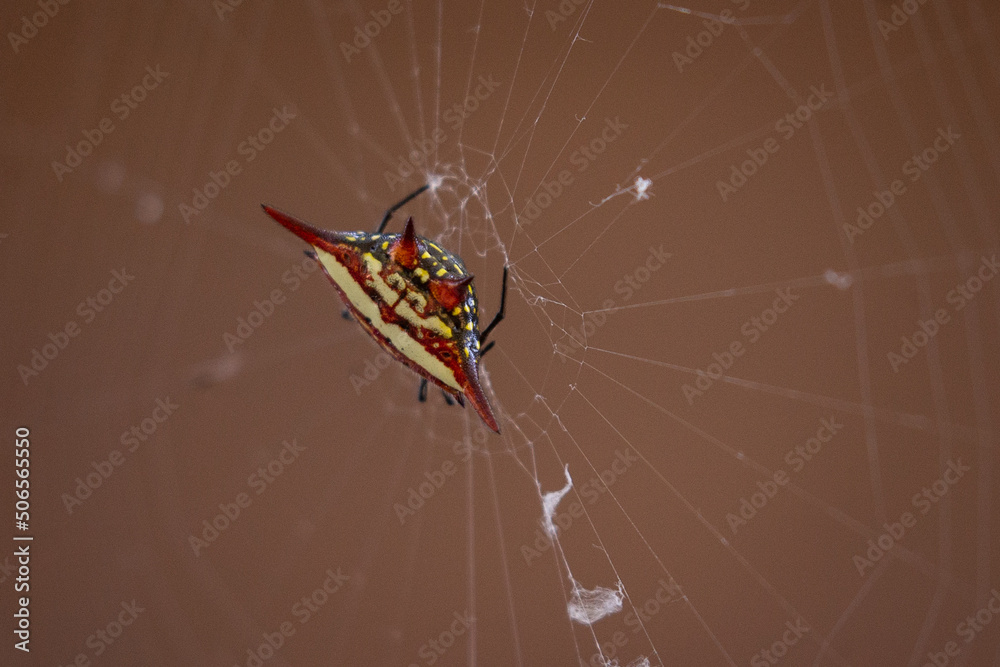 Gasteracantha also known as spiny-backed orb-weavers, spiny orb-weavers ...