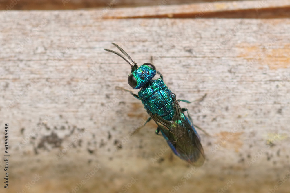 Closeup on a small metallic green cuckoo wasp, Trichrysis cyanea, which ...